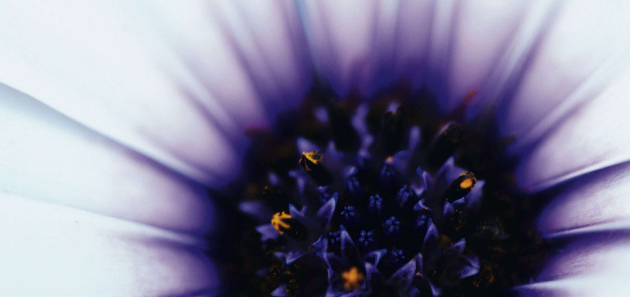 Nancy | Pure Pascale